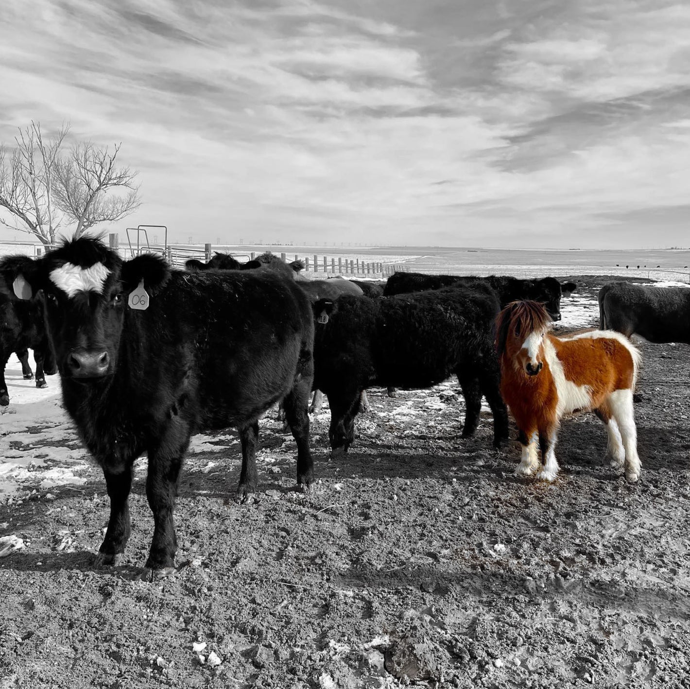 Our Ranch | Veteran & Family Owned | Est. 1933 – Lazy Acre Beef