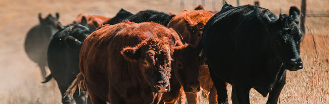 Ranch to Table Prime Angus Colorado Beef - Bulk Available – Lazy Acre Ranch